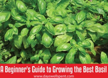 A Guide to Growing the Best Basil
